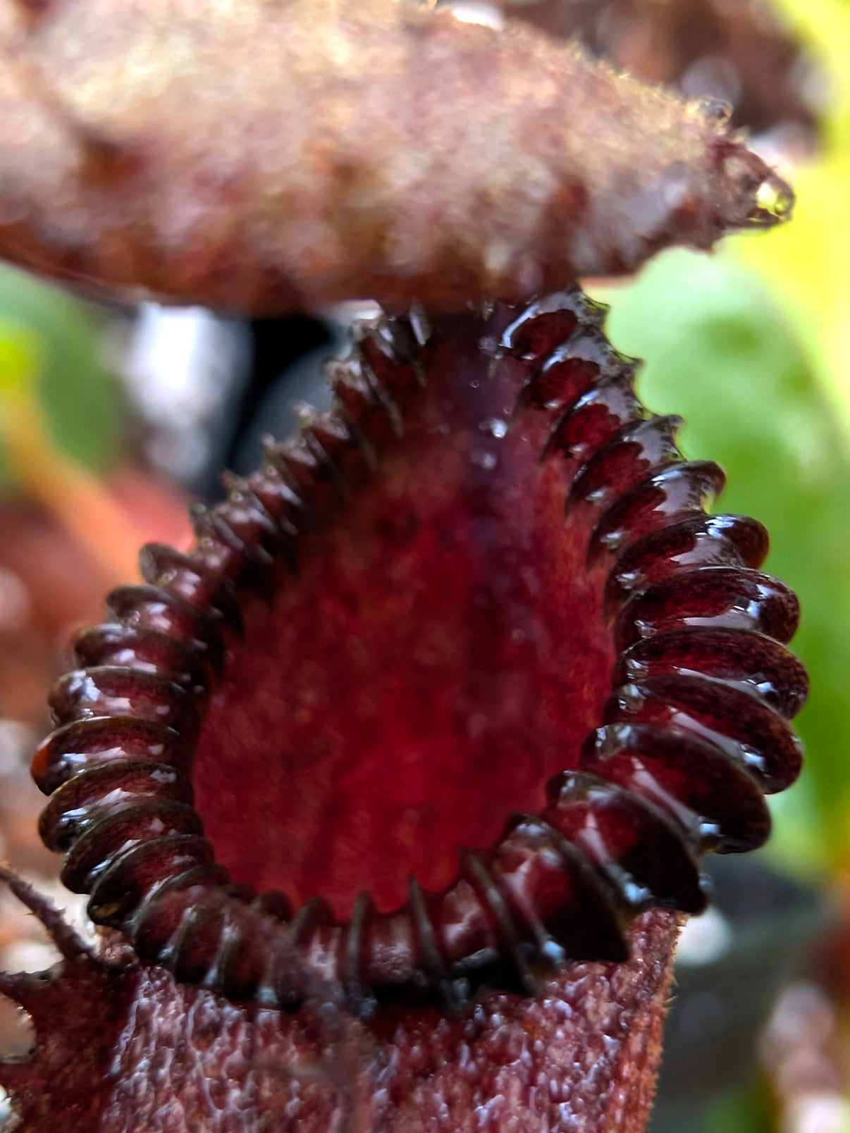 Nepenthes hamata x edwardsiana Tambuyukon Yasuhide Nakagawa cross ...