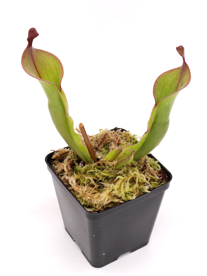 Heliamphora "Tequila" L – Giardino Carnivoro
