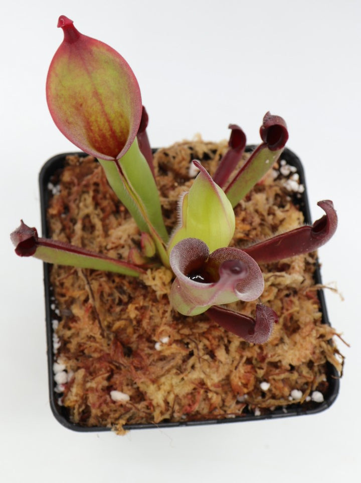 Heliamphora – Giardino Carnivoro