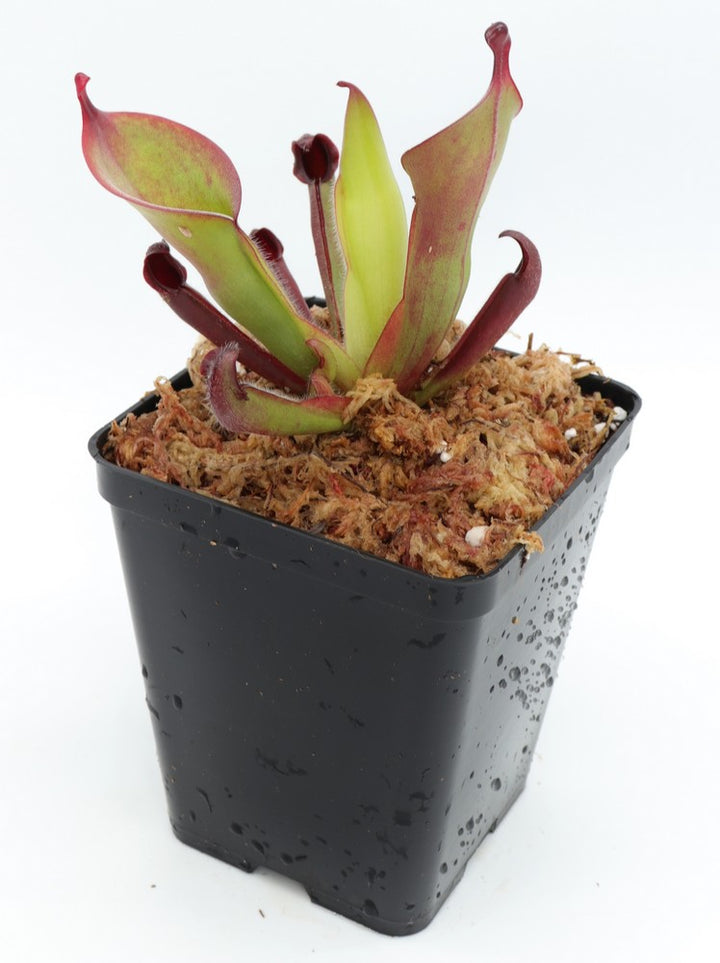 Heliamphora – Giardino Carnivoro