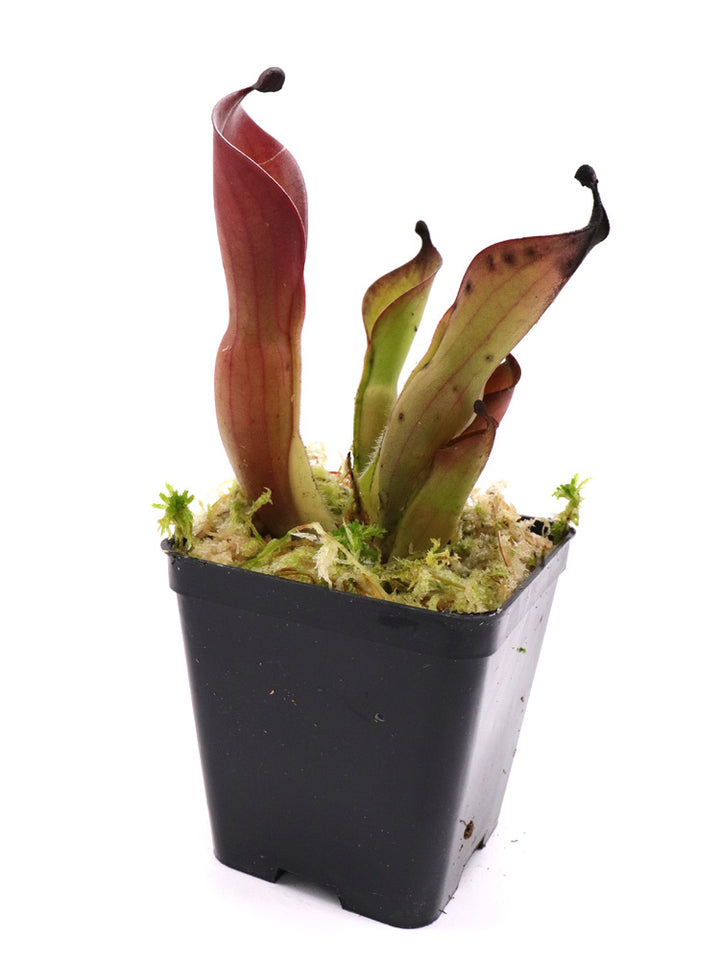Heliamphora – Giardino Carnivoro