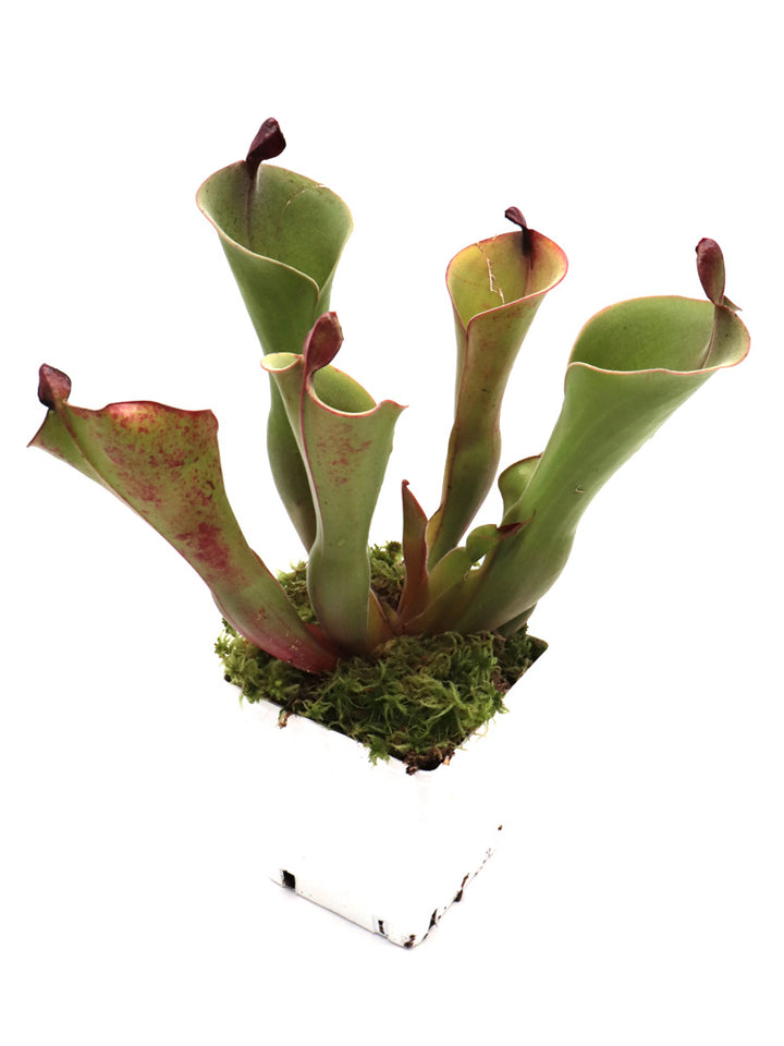 Heliamphora – Giardino Carnivoro