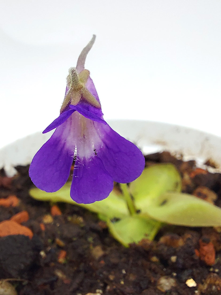 Temperate Pinguicula – Giardino Carnivoro