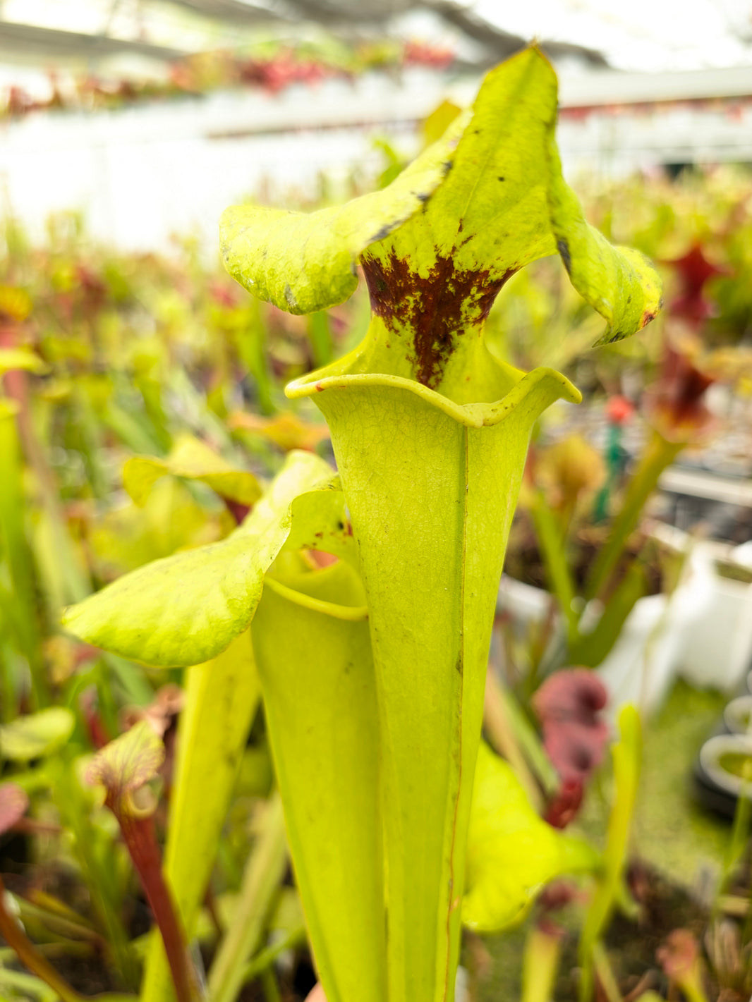 Sarracenia Flava Var. Rugelii – Giardino Carnivoro