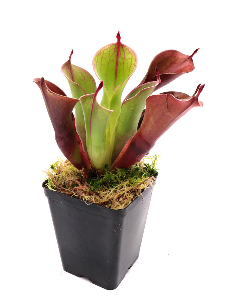 Heliamphora "Spiderweb" – Giardino Carnivoro