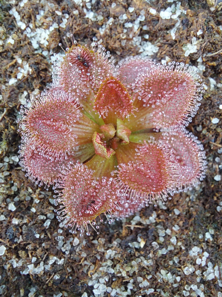 Drosera tuberosa – Giardino Carnivoro