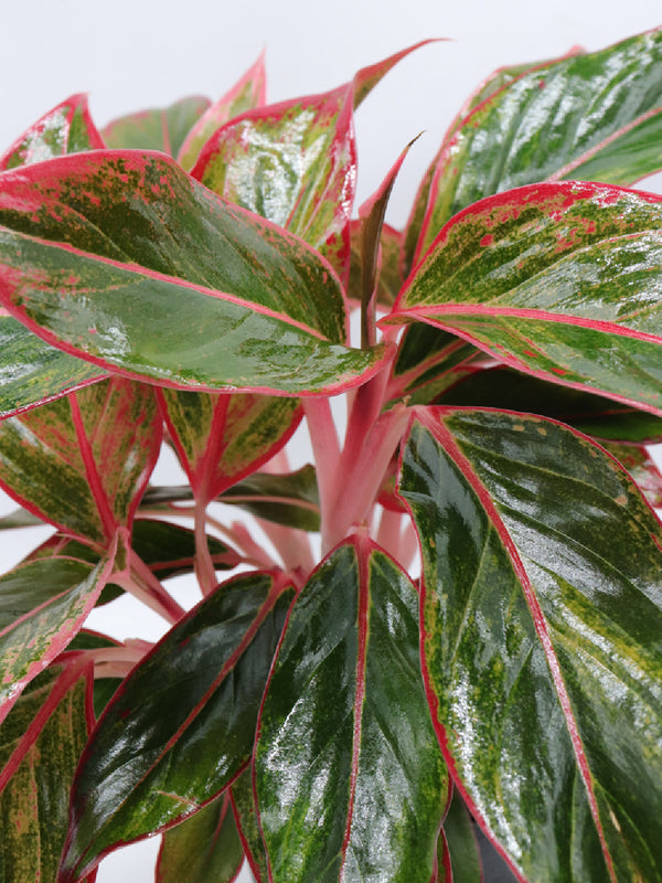 Aglaonema red Siam – Giardino Carnivoro