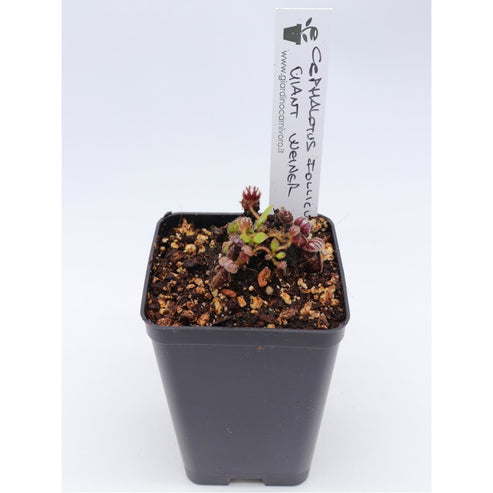 Cephalotus follicularis "Giant weiner" – Giardino Carnivoro