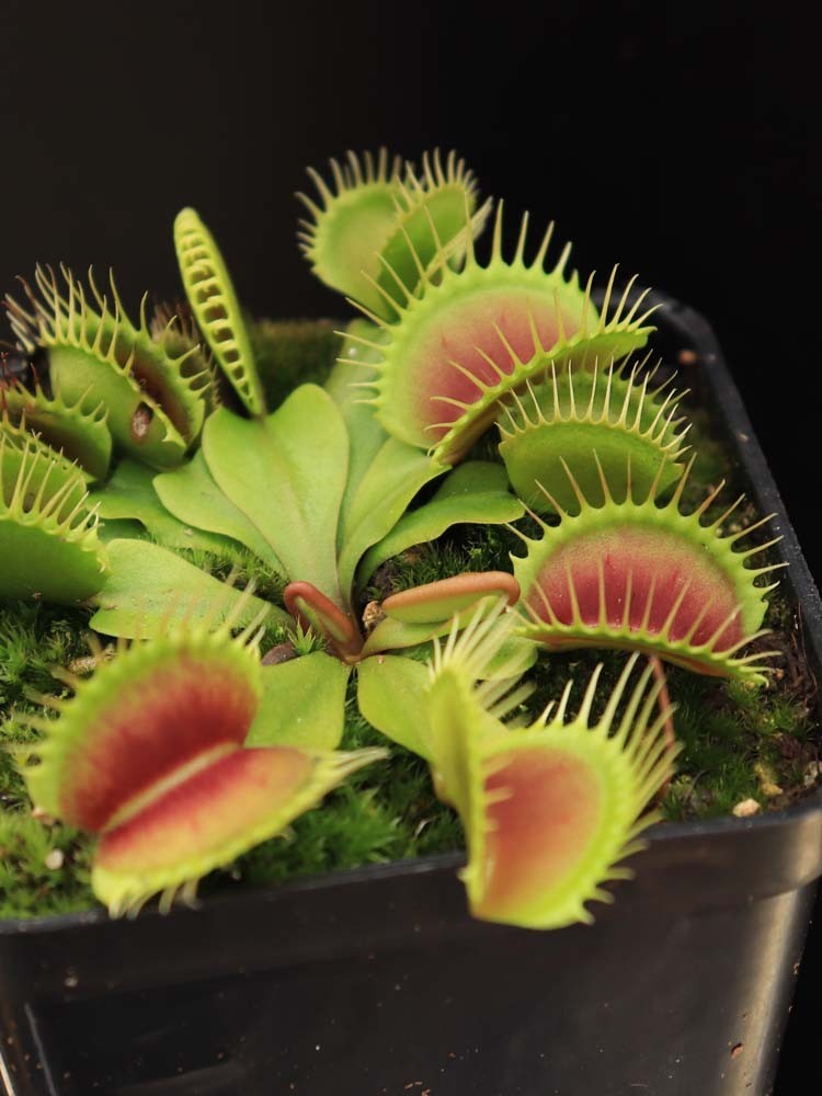 Dionaea muscipula "Big Jaws" L – Giardino Carnivoro