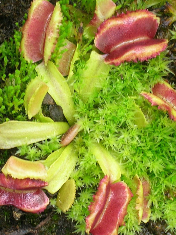 Dionaea muscipula GC "Fire mouth" L – Giardino Carnivoro