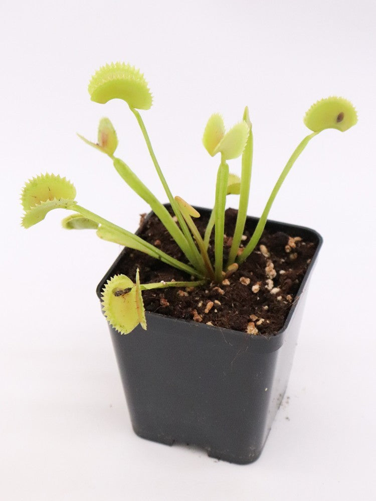 Dionaea muscipula 'Dentate X11 BCP' L – Giardino Carnivoro