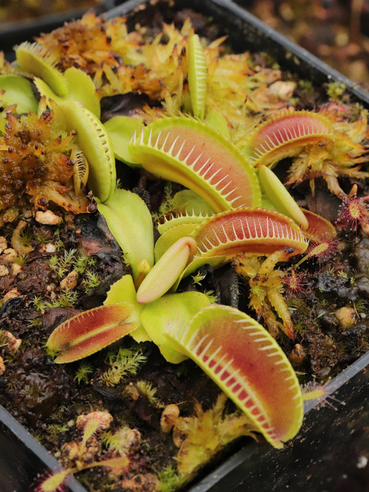 Dionaea muscipula " Ramesse I " M – Giardino Carnivoro