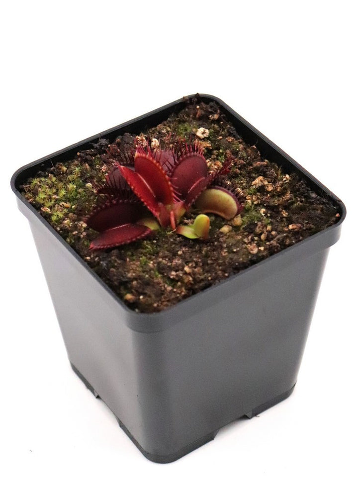 Dionaea muscipula – Giardino Carnivoro