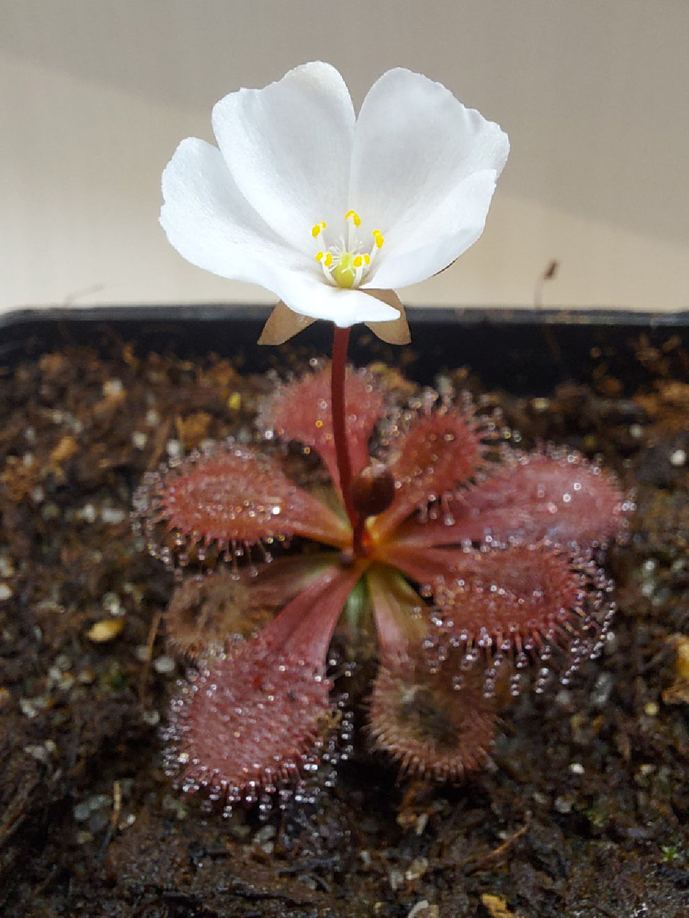 Drosera aberrans Jessica Ruby – Giardino Carnivoro