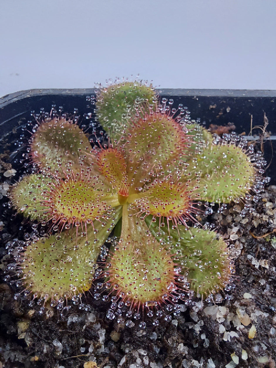 Drosera tuberosa – Giardino Carnivoro