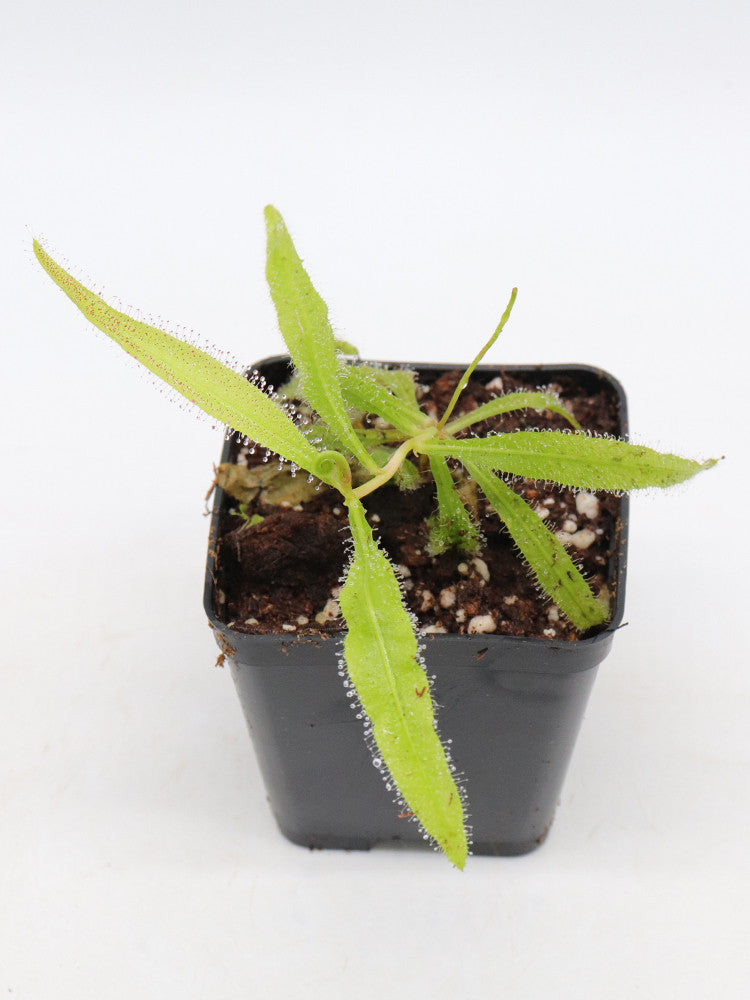 Drosera adelae "Giant" M – Giardino Carnivoro