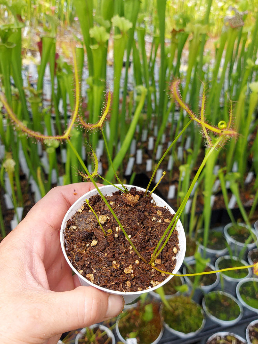 Drosera binata Yellow-White leaves – Giardino Carnivoro