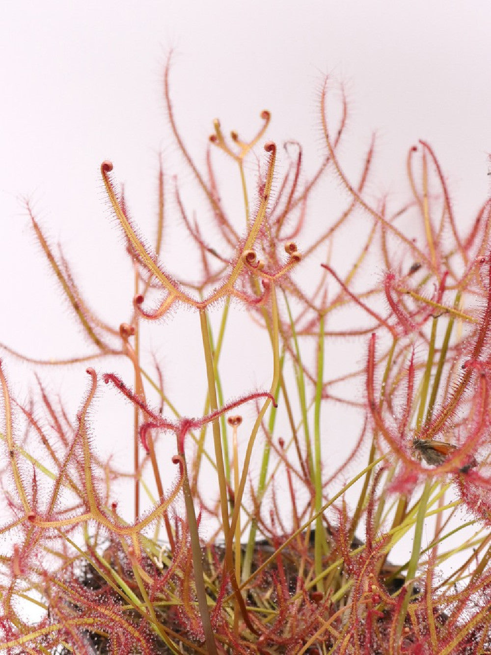 Drosera binata var. multifida extrema – Giardino Carnivoro