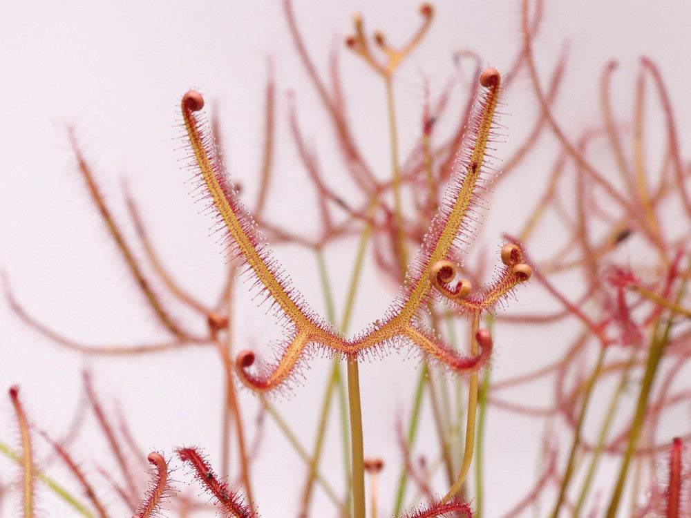 Drosera binata var. multifida extrema – Giardino Carnivoro