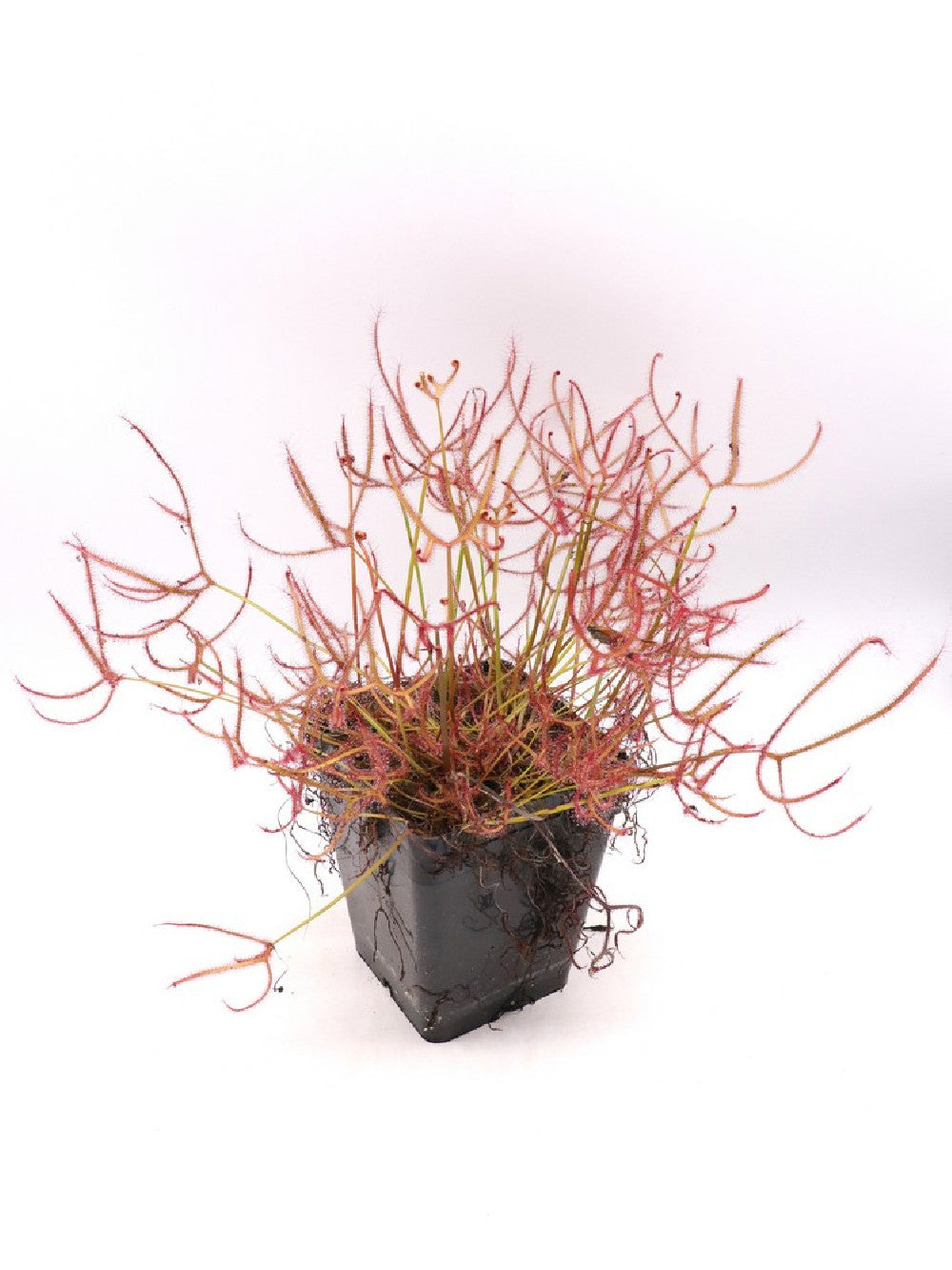 Drosera binata var. multifida extrema – Giardino Carnivoro