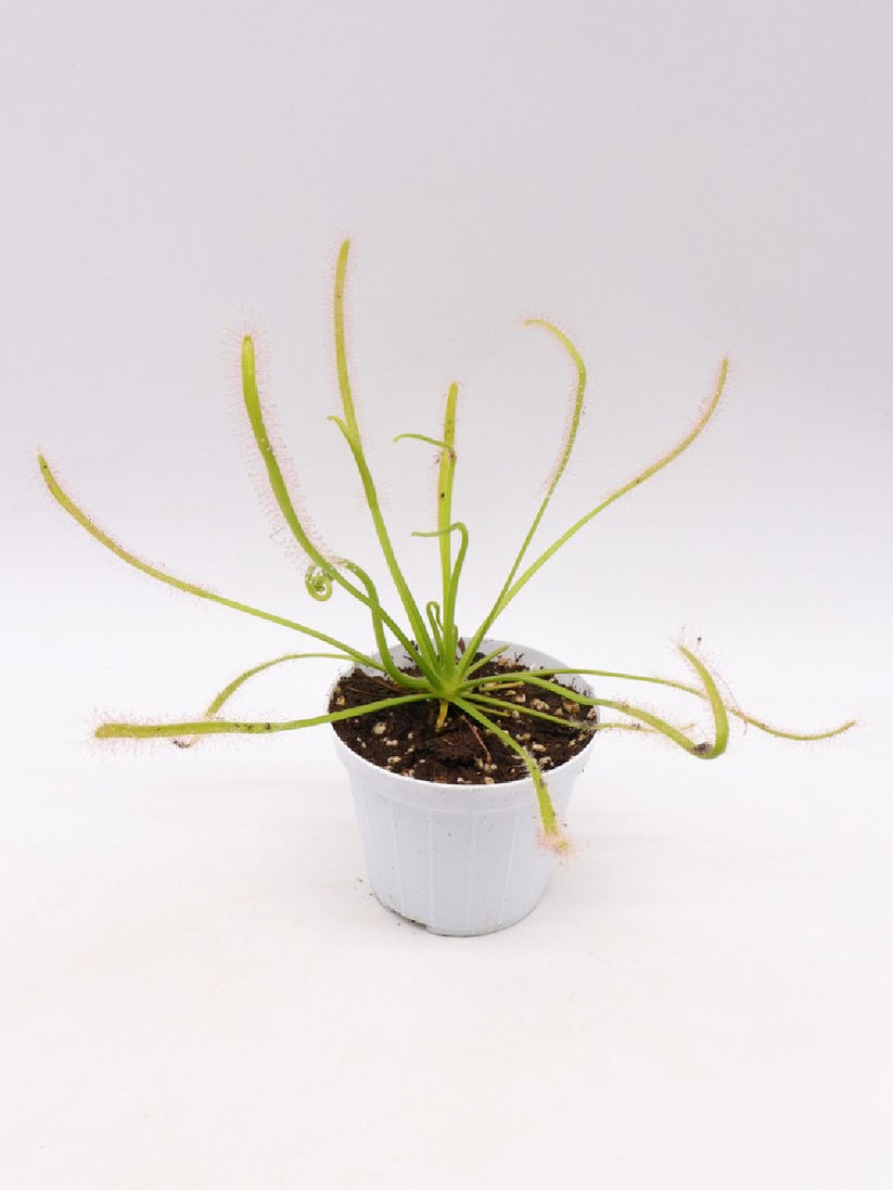 Drosera capensis 'Albino Giant' White flower – Giardino Carnivoro