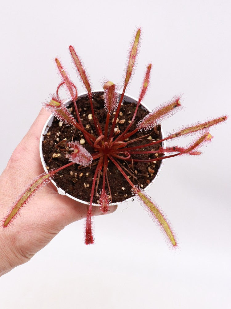 Drosera capensis „ganz rot“ – Giardino Carnivoro