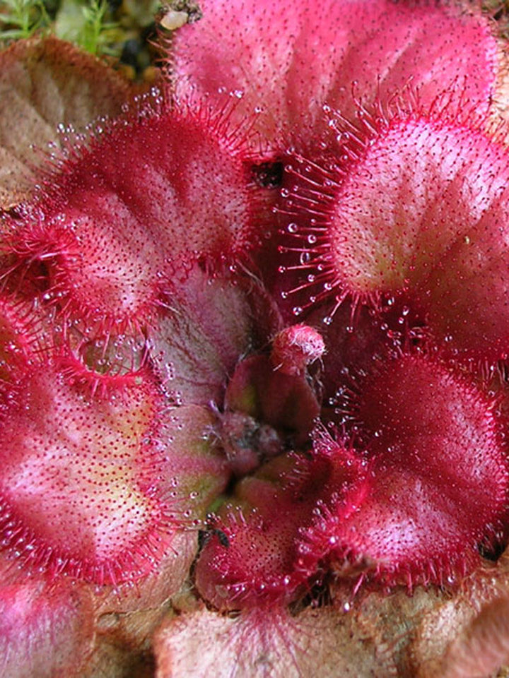 Sundew of the petiolaris complex – Giardino Carnivoro