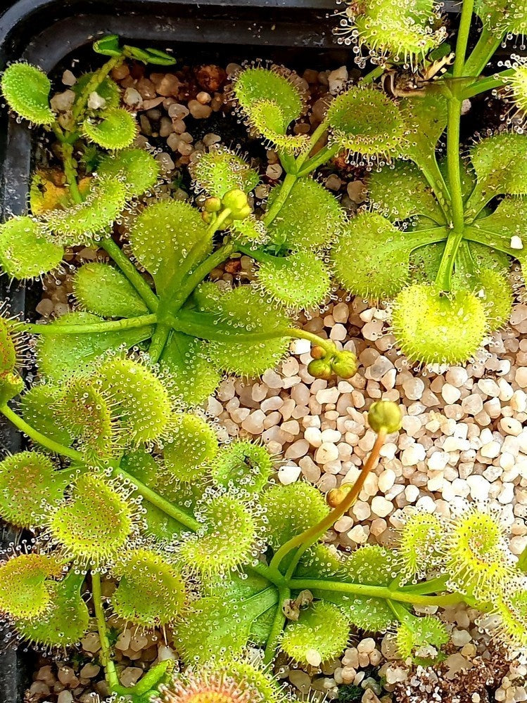 Drosera rupicola "Golden Green" L – Giardino Carnivoro