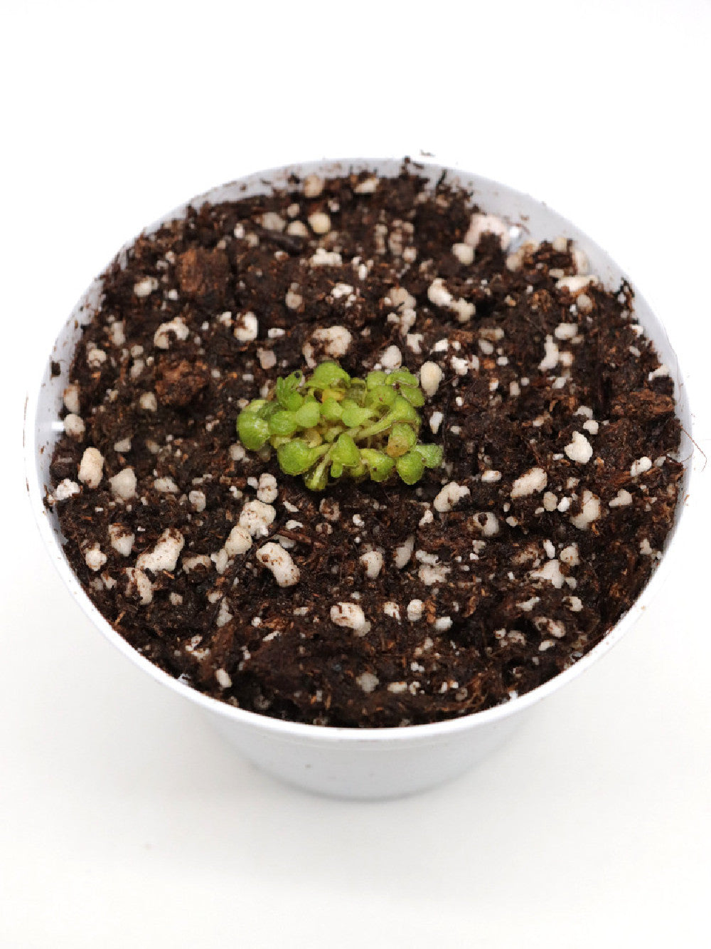 Genlisea aurea Itacambira, Northern Minas Gerais, Brazil – Giardino ...