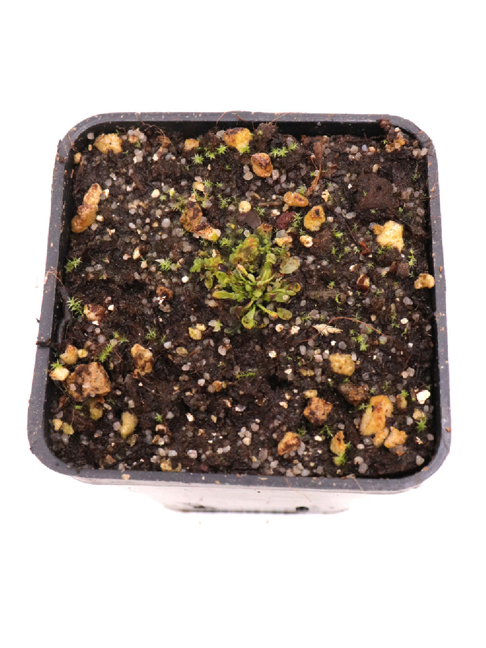 Genlisea glandulosissima "Zambia" – Giardino Carnivoro