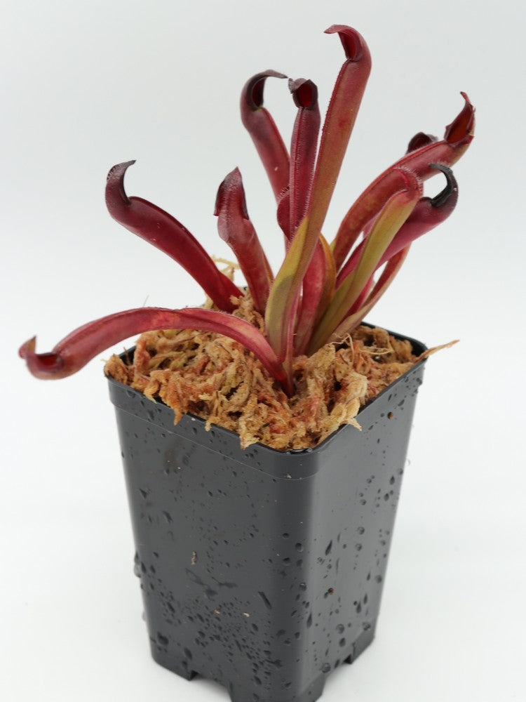 Heliamphora ceracea x hispida – Giardino Carnivoro