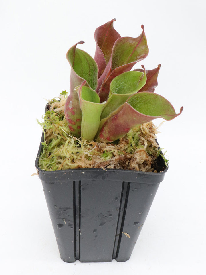 Heliamphora – Giardino Carnivoro