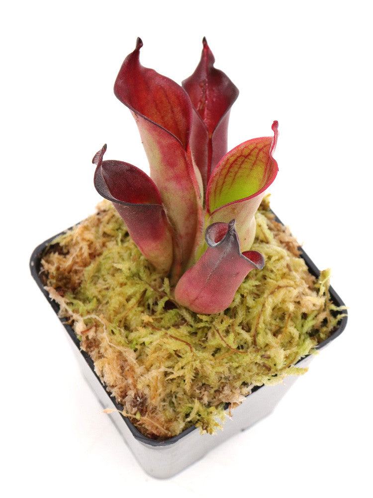 Heliamphora ciliata "lowland form" L – Giardino Carnivoro