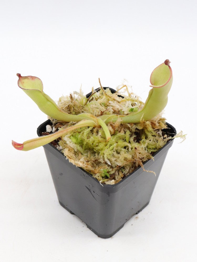 Heliamphora folliculata M – Giardino Carnivoro