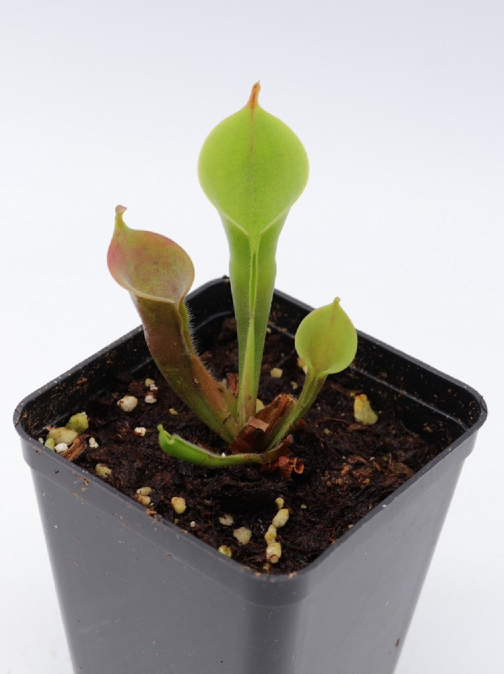 Heliamphora heterodoxa x nutans – Giardino Carnivoro