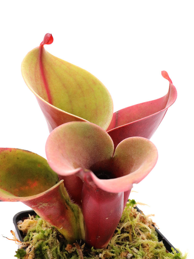Heliamphora minor Selection A AW L – Giardino Carnivoro
