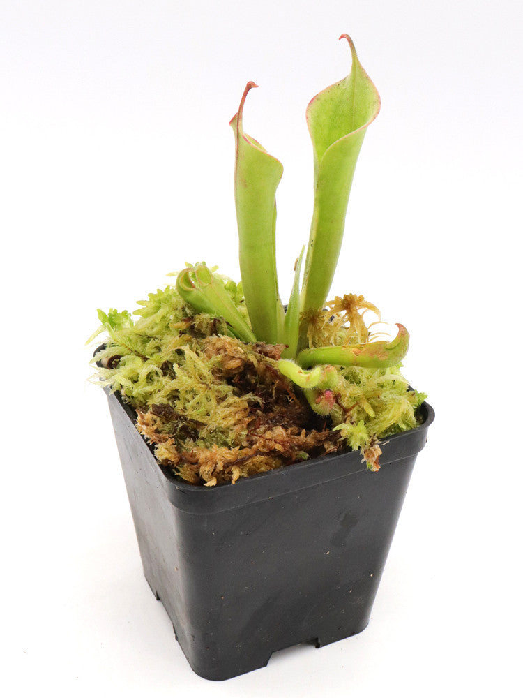 Heliamphora tatei var. tatei Cerro Marahuaca, Venezuela L – Giardino ...