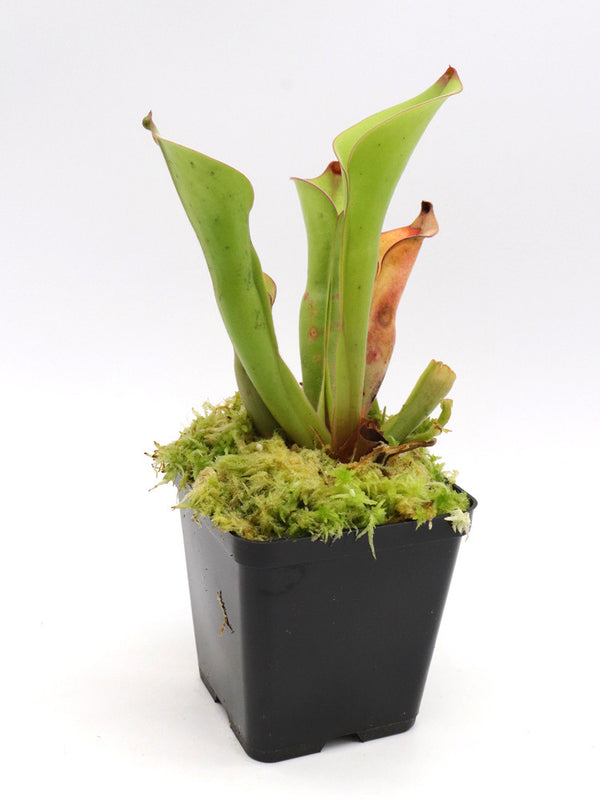 Heliamphora uncinata "Giant clone" L – Giardino Carnivoro