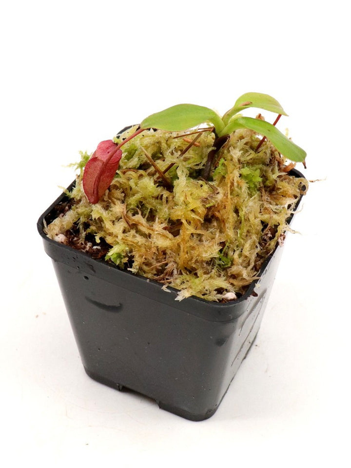 Nepenthes – Giardino Carnivoro