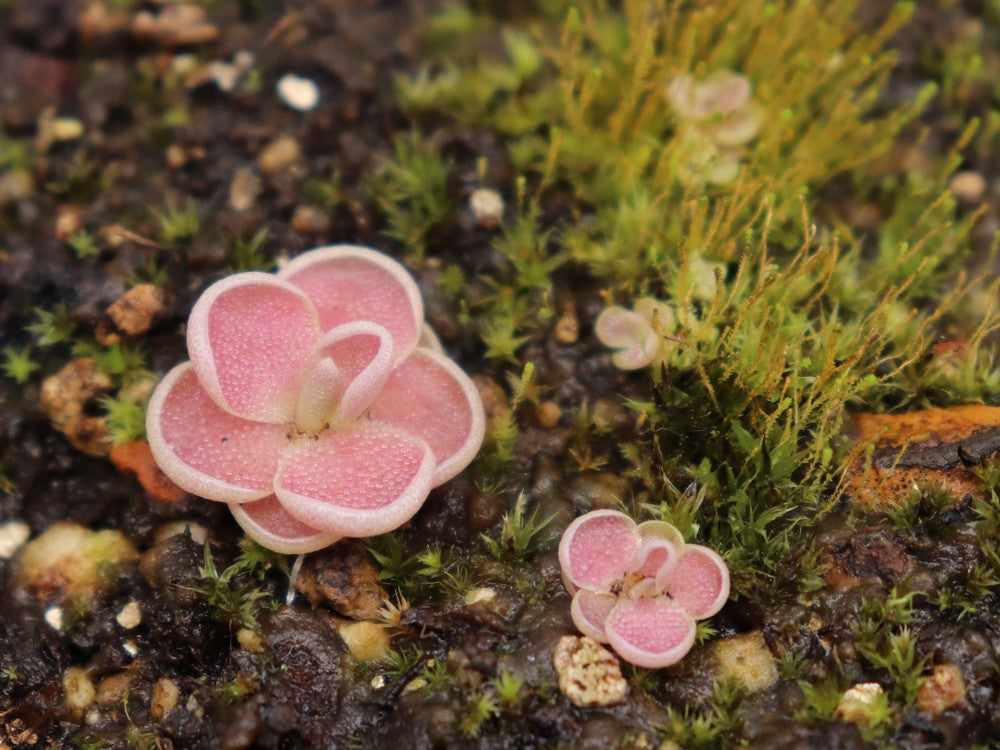 Pinguicula debbertiana – Giardino Carnivoro