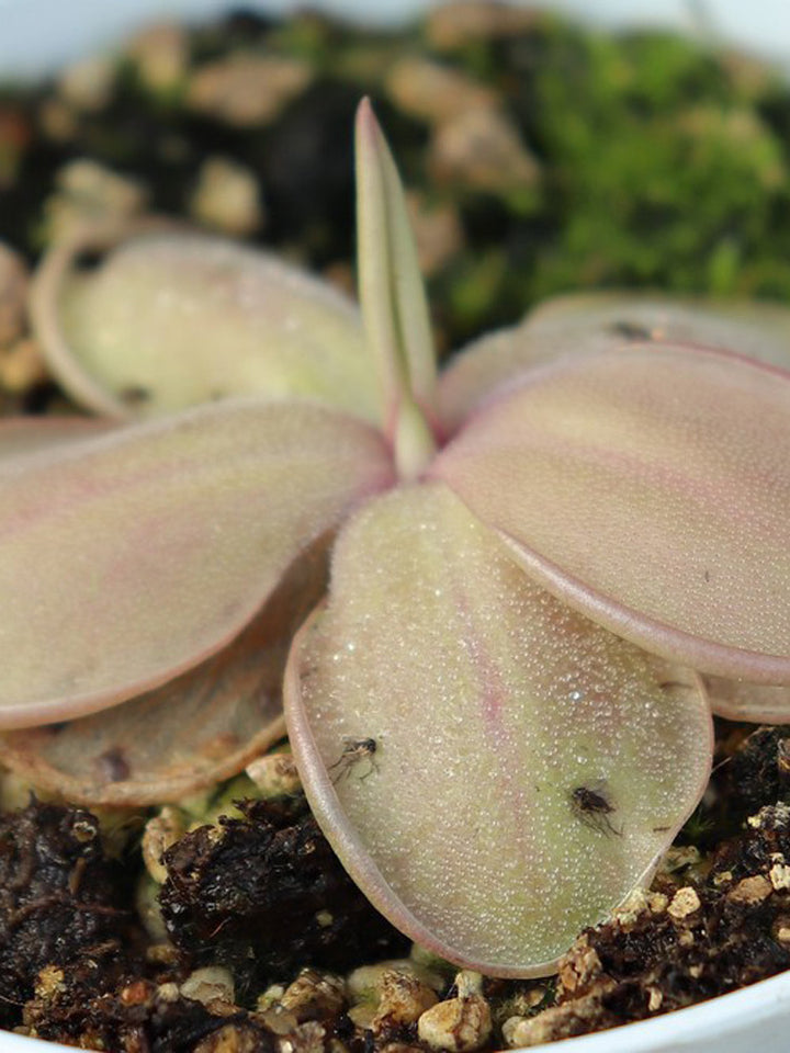 Mexican Pinguicula – Giardino Carnivoro