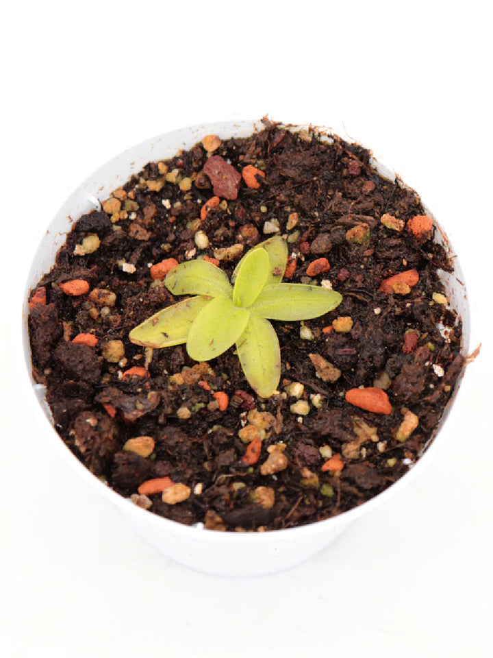 Temperate Pinguicula – Giardino Carnivoro
