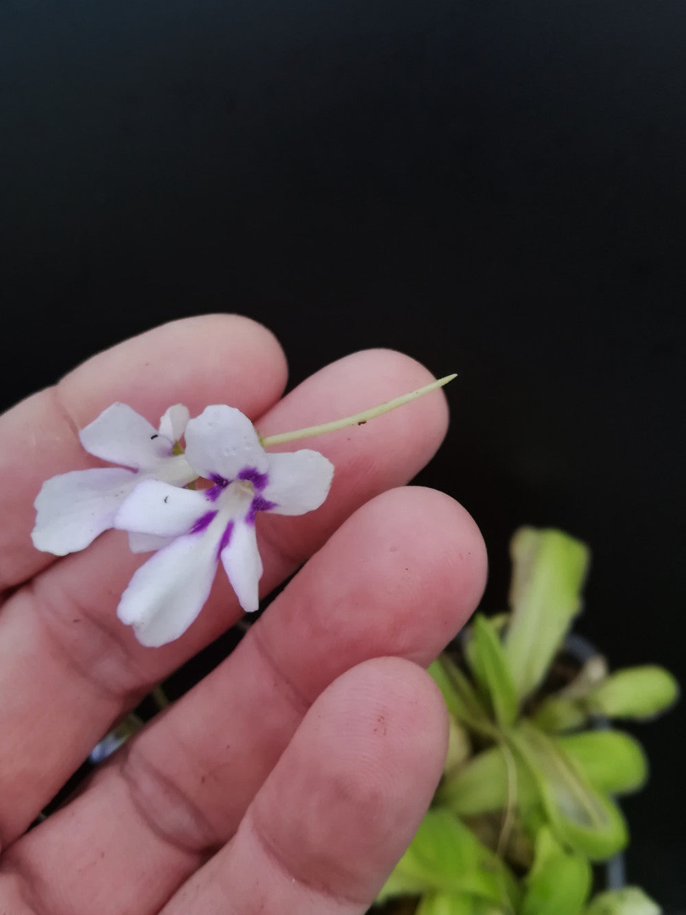 Pinguicula – Giardino Carnivoro