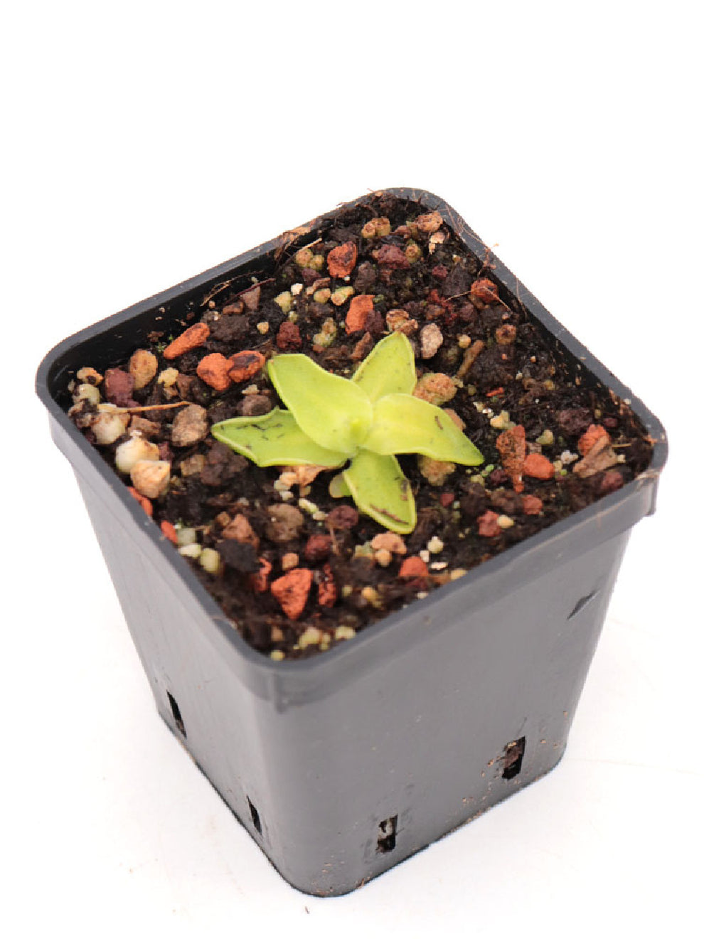 Pinguicula vulgaris Slovakia – Giardino Carnivoro