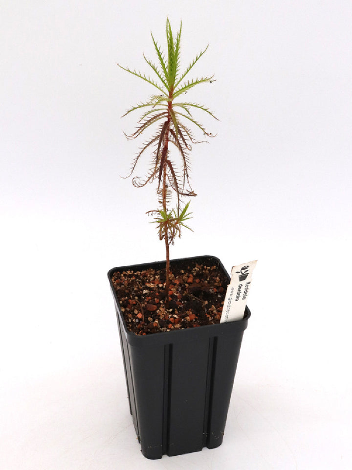 Roridula dentata – Giardino Carnivoro