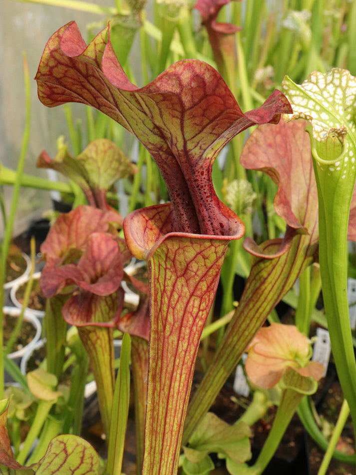 S.x 'Crimson wave' L – Giardino Carnivoro