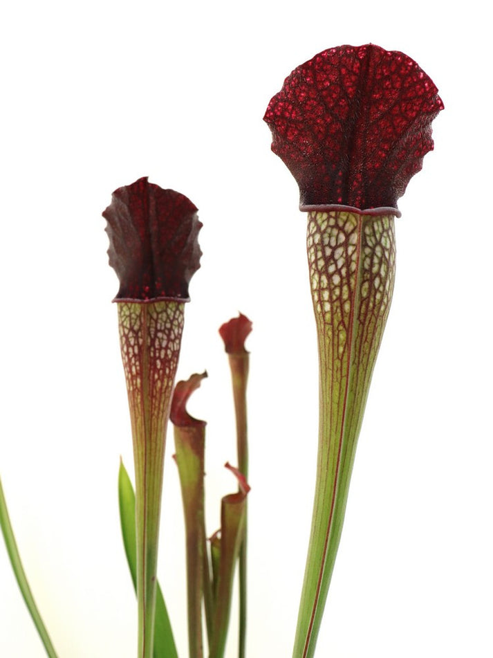 Sarracenia Areolata L23 Mk X A28 Mk Giardino Carnivoro