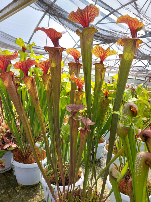 Sarracenia flava var. atropurpurea "Giant form" L – Giardino Carnivoro