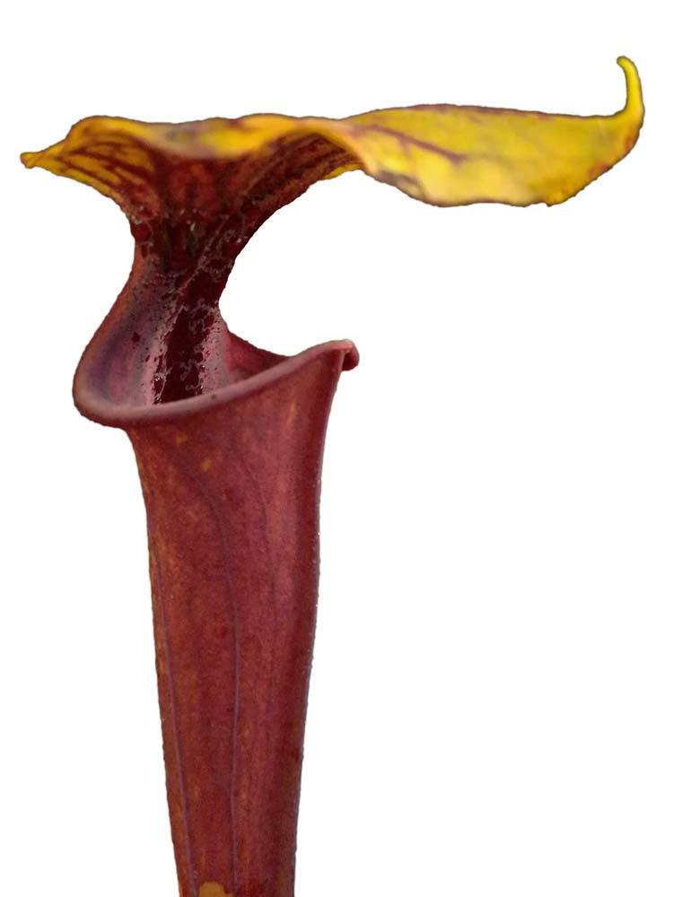Sarracenia flava var. rubricorpora Wewahitchka L – Giardino Carnivoro