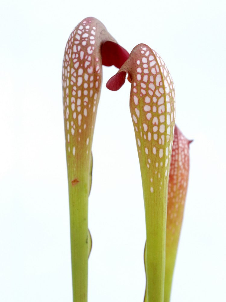 Sarracenia minor var. okefenokeensis "Giant" M16 MK L – Giardino Carnivoro